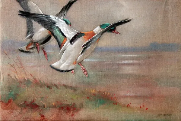 Birds. Shelduck landing Date: 1950s Our beautiful Wall Art and Photo ...