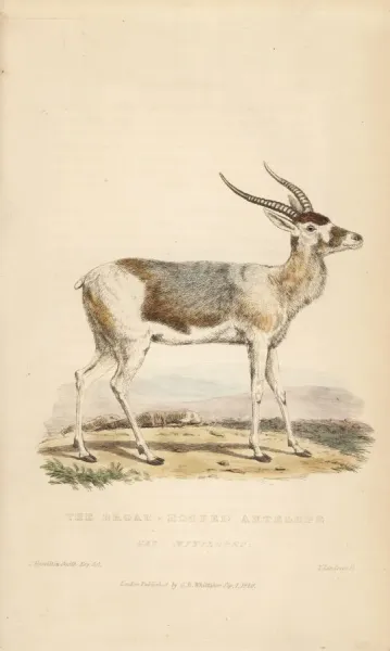 Addax Drawing 17 Addax Antelope High Res Illustrations Getty Images