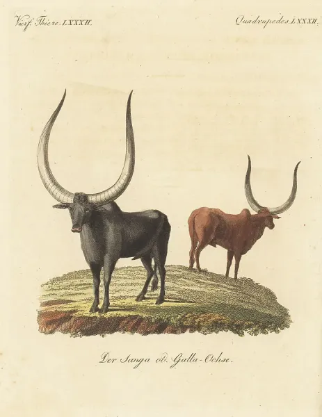 African cattle species, Bos taurus africanus Our beautiful Wall Art and ...