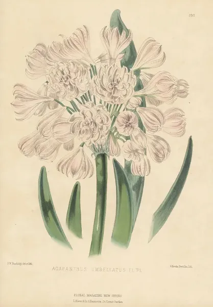 African Plants Drawings