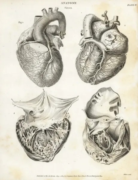 Artistic Anatomical Heart