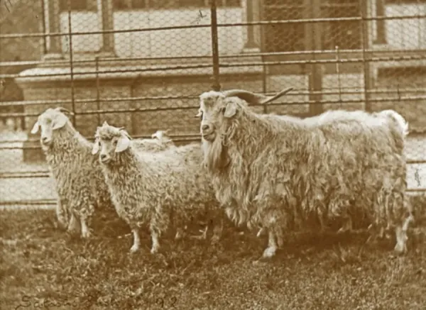 Animals at a French Zoo Angora Goats Sepia Our beautiful Wall Art and ...