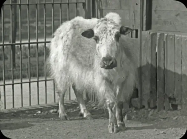 Animals at a French Zoo Yak white coated Yak Our beautiful Wall Art and ...