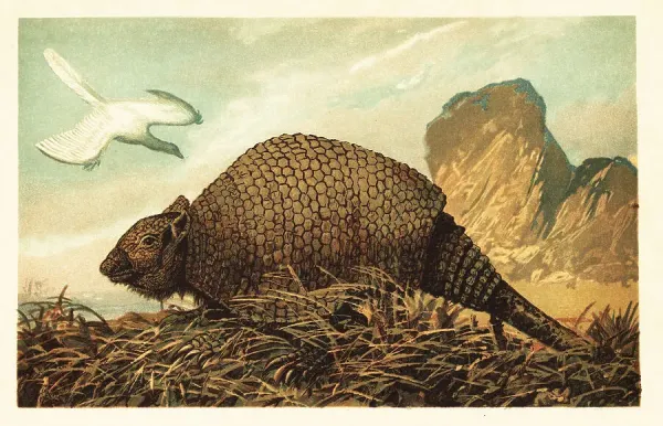 Archaeopteryx lithographica and Panochthus tuberculatus