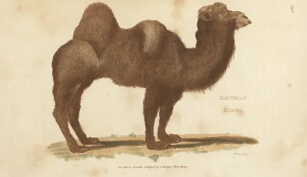 Bactrian camel, Camelus bactrianus Our beautiful Wall Art and Photo ...