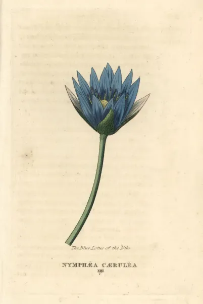 Blue lotus of the Nile, Nymphaea caerulea Our beautiful Wall Art and ...