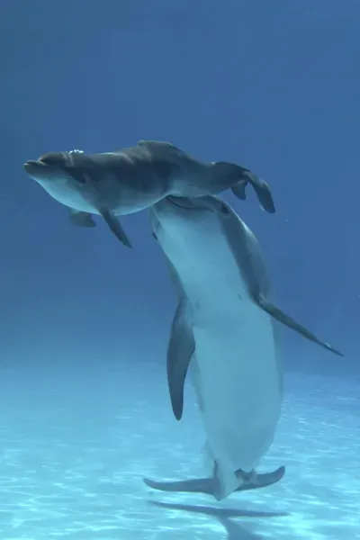 Bottlenose Dolphin Baby