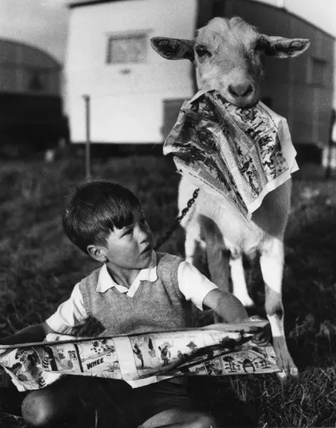 Boy and goat with comic magazine Our beautiful Wall Art and Photo Gifts ...