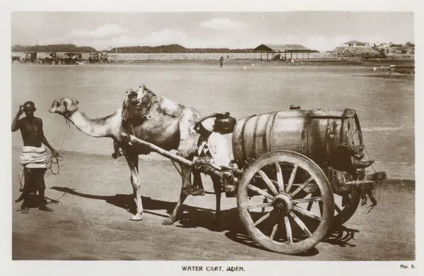 Camel-drawn water cart, Aden Our beautiful Wall Art and Photo Gifts ...