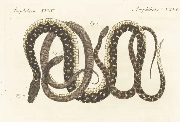 Checkered keelback and other exotic snakes of India