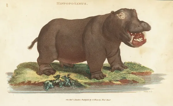 Common hippopotamus, Hippopotamus amphibius Our beautiful Wall Art and ...