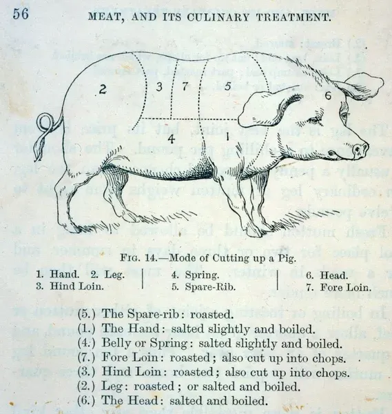 Pork Meat Cuts Chart Know Your Cuts A Guide To Pork Cuts
