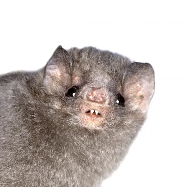 Vampire Bat Face That Face You Make When You're Hungry. When Bats