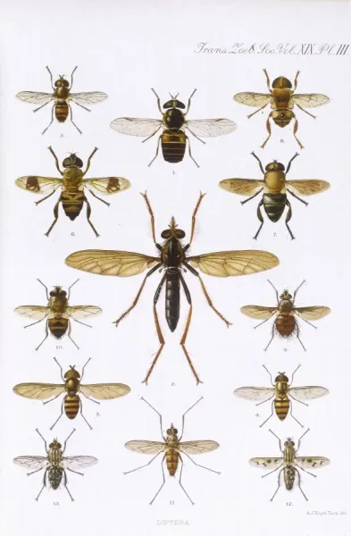 DIPTERA. A variety of DIPTERA. Date: 1909-1910 Our beautiful Wall Art ...