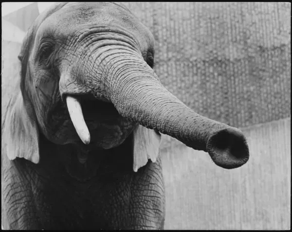 Elephant Trunk Up Art Elephant Trunk Up A Painting By Renoir