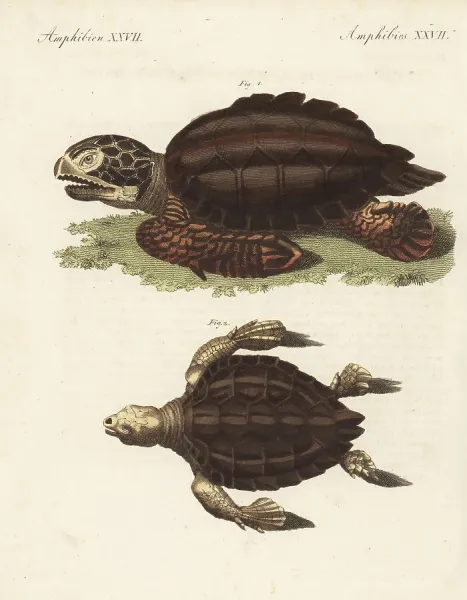 Endangered green sea turtle and loggerhead sea turtle
