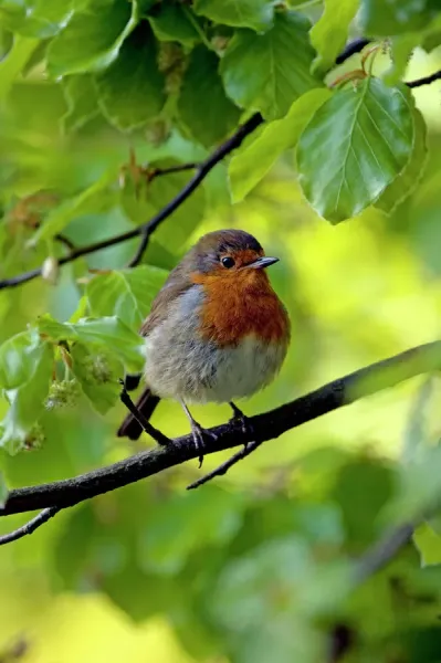 European Robin adult rests in European / Common Beech tree