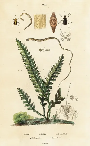 Fern, bee beetle and roundworms Our beautiful Wall Art and Photo Gifts ...
