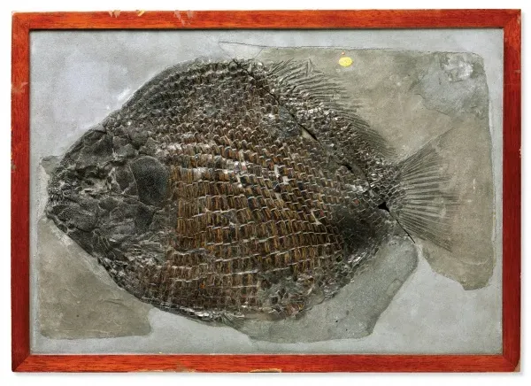 Fish Dapedium Our beautiful Wall Art and Photo Gifts include Framed ...