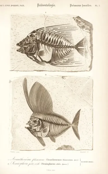 Fossil Fish Art