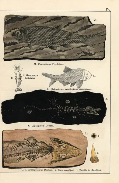 Crustacean Fossils