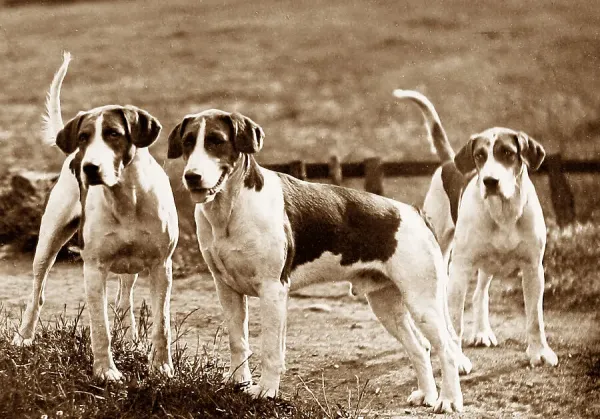 Fox hounds Victorian period Our beautiful Wall Art and Photo Gifts ...