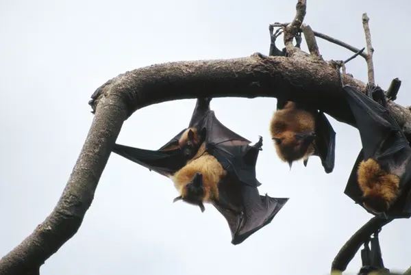 Fruit Bats / Common Flying / Large Flying Fox Hanging