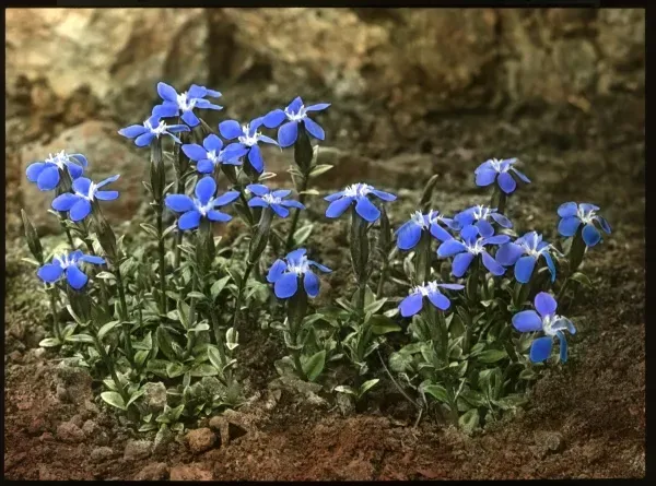 Gentiana Verna (Spring Gentian) Our beautiful Wall Art and Photo Gifts ...