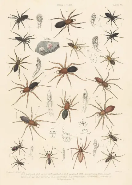 Beautiful Spiders Art