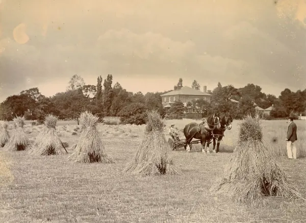 Antique Framed Print of Harvesting scene on a Cheshire farm Date: circa ...