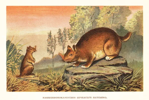 Horned gopher, Ceratogaulus hatcheri Our beautiful Wall Art and Photo ...