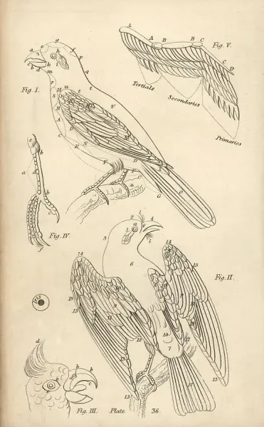 Illustration of the old and new terminology of bird anatomy