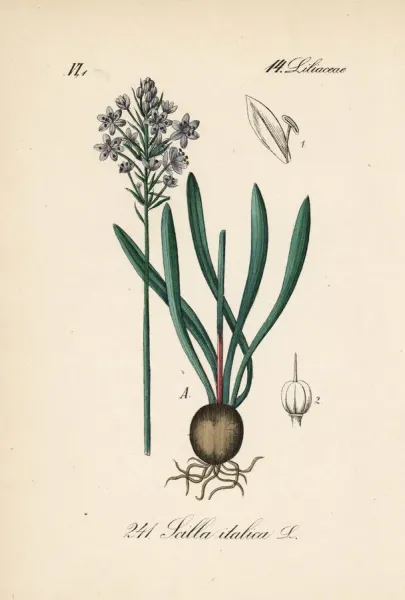 Italian bluebell, Hyacinthoides italica (Scilla italica)