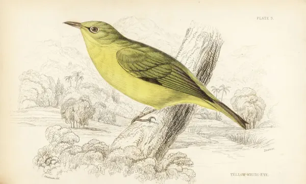 Javan white eye, Zosterops flavus (Yellow white eye)