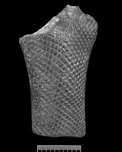 Lepidodendron Lepidodendron Fossil Tree Trunk With Diamond Shaped Leaf