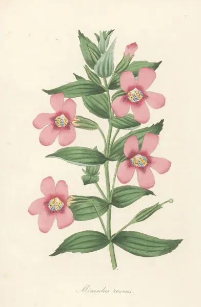 Lewis monkeyflower, Erythranthe lewisii Our beautiful Wall Art and ...