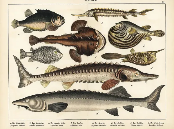 Lumpfish, monkfish, sturgeon, cowfish and puffer Our beautiful Wall Art ...