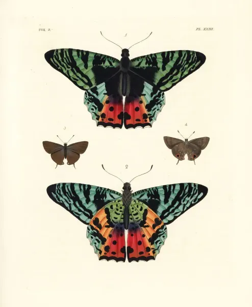 Madagascan Sunset Moth