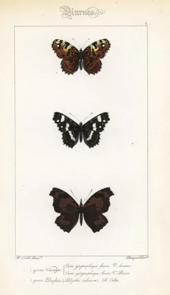 Map and European beak butterflies Our beautiful Wall Art and Photo ...