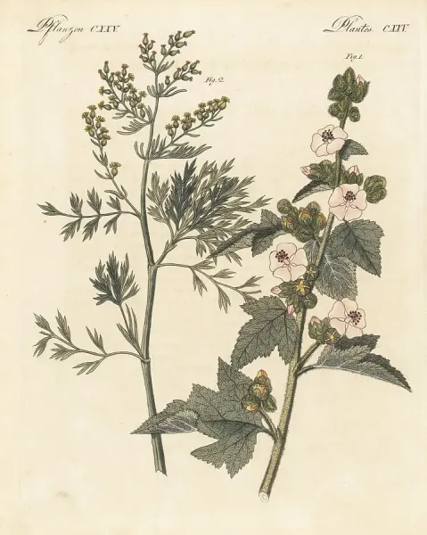 Marsh mallow and wormwood Our beautiful Wall Art and Photo Gifts ...