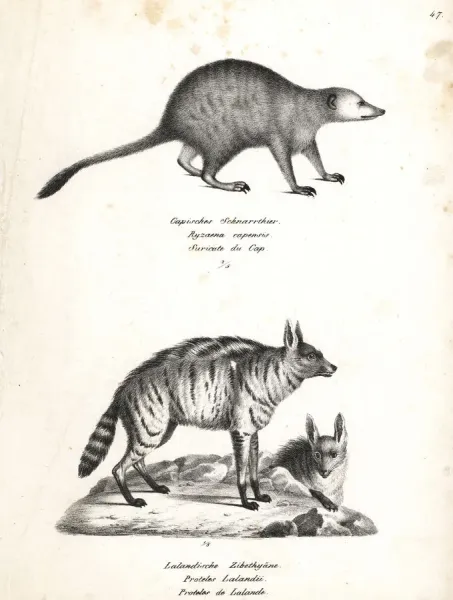 Aardwolf Drawing