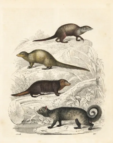 Mongoose Drawing Mongoose VS Cobra, An Original Painting By