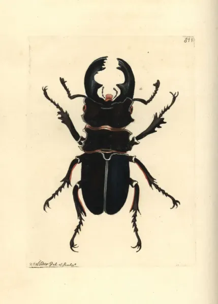 Moose beetle, Odontolabis alces (Elk-horned stag-chafer)