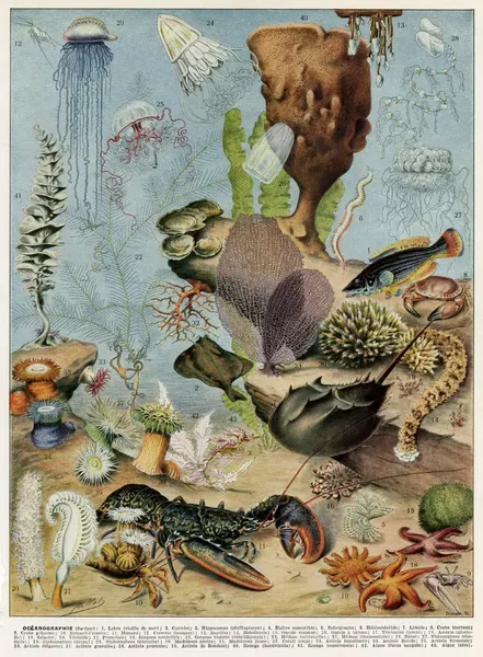 Vintage Sea Animal Photography