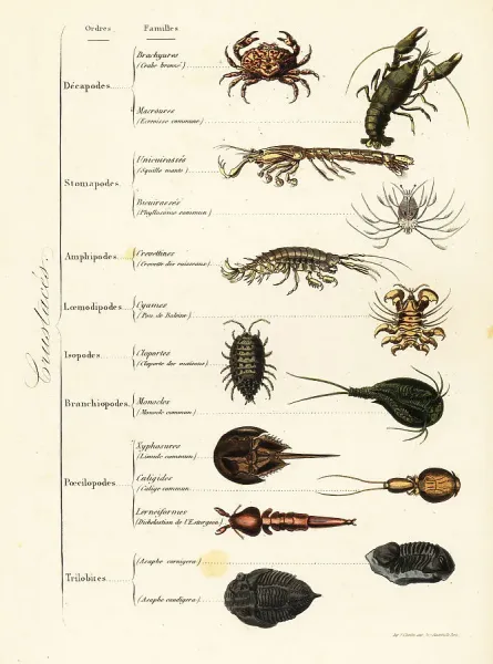 Phylum Arthropoda Marine Crustaceans Crustacea
