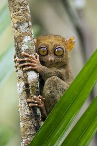 Philippine Tarsier, adult (Tarsius syrichta) Our beautiful Wall Art and ...