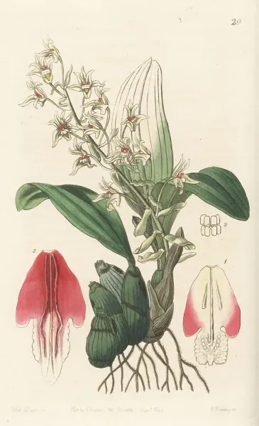 Pinalia bractescens orchid Our beautiful Wall Art and Photo Gifts ...
