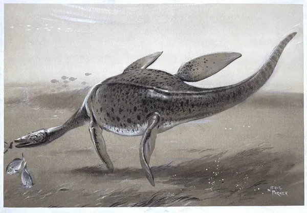 Plesiosaur Our beautiful Wall Art and Photo Gifts include Framed Prints ...