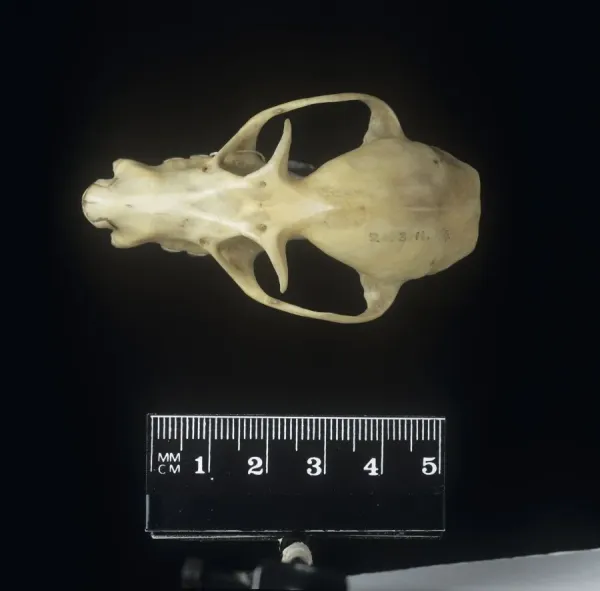 Flying Fox Skull