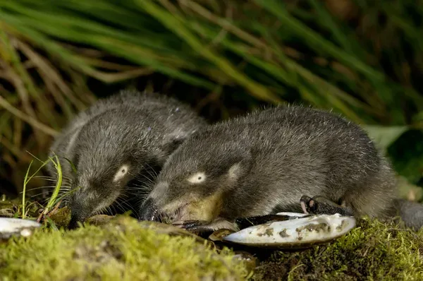 Russian Desman adults from one burrow feed on a fresh-water